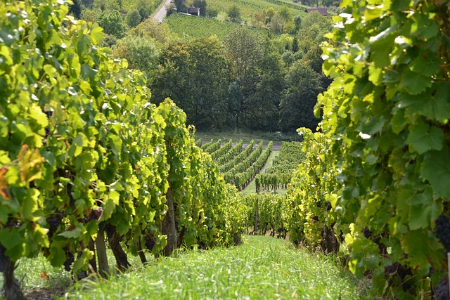 The South Okanagan's Best Wineries: Naramata, Penticton, More